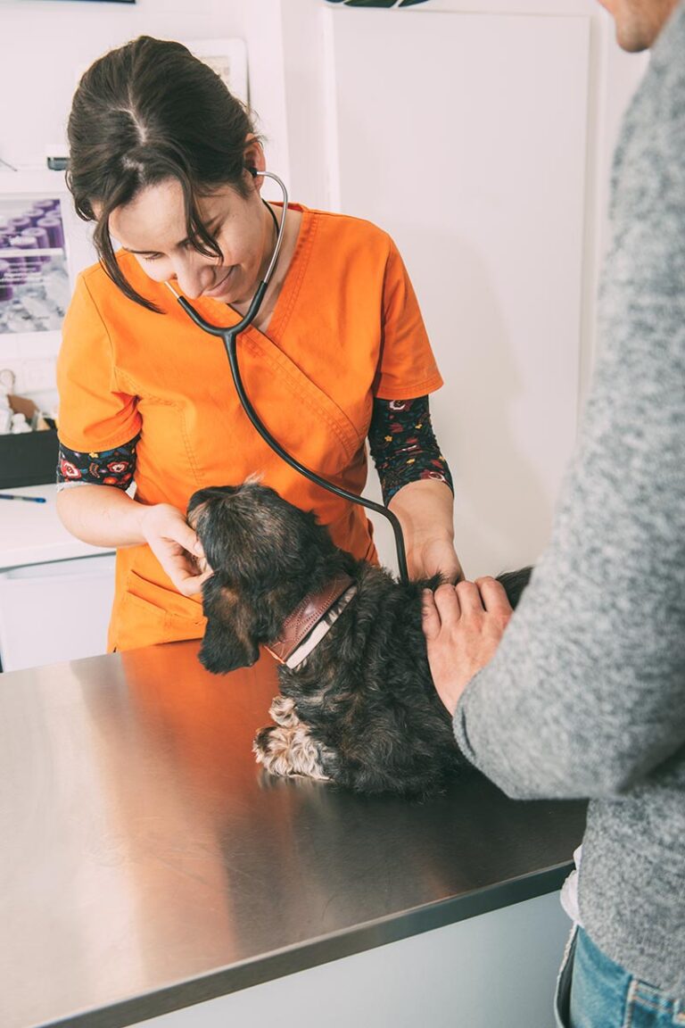 Signs of Intestinal Blockage in Dogs | Rise Pet Health