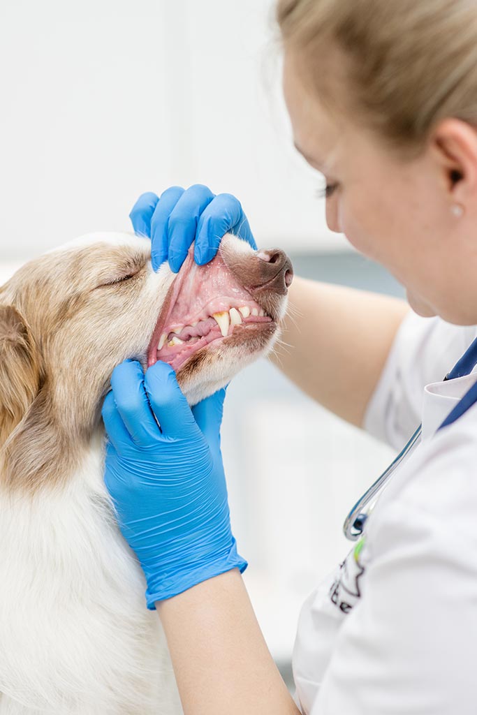 Mouth Cancer in Dogs | Rise Pet Health